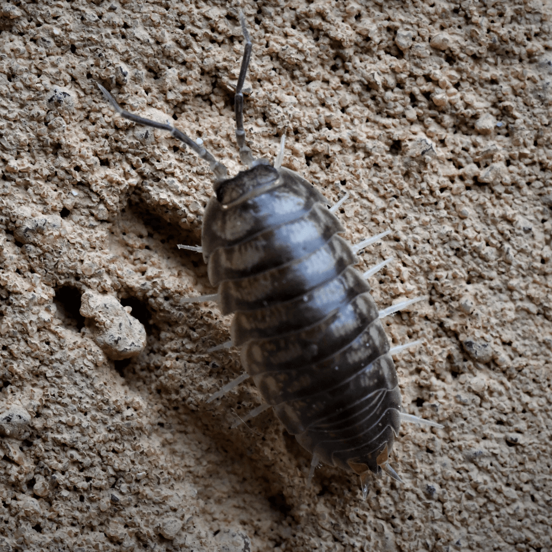 Provider Blog—Exploring Pill Bugs | Town Square